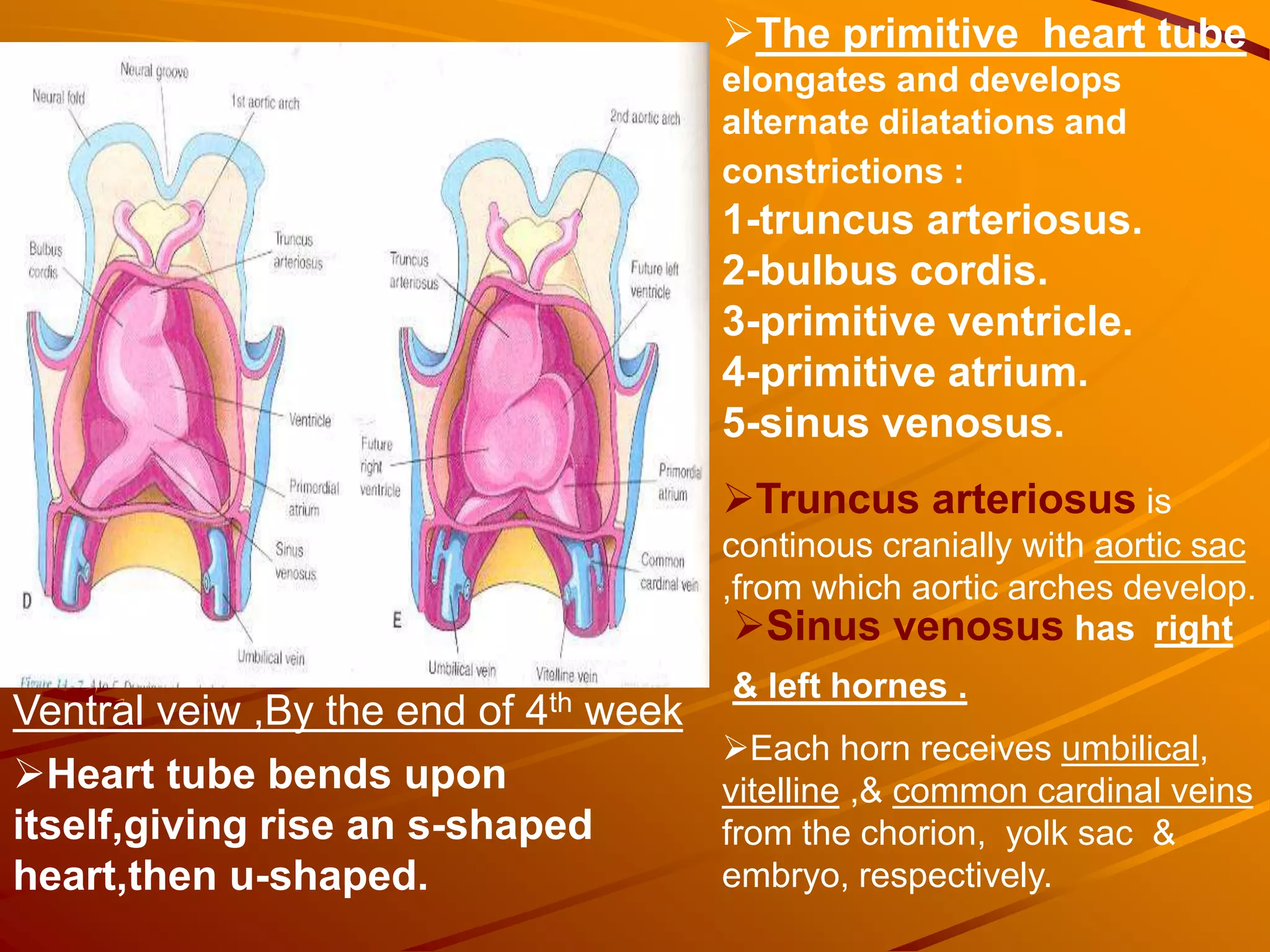 11 - Development of the Heart.ppt