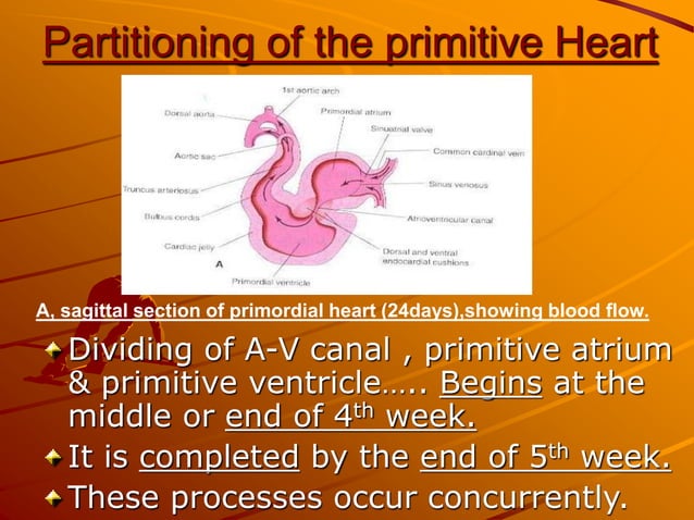 11 - Development of the Heart.ppt