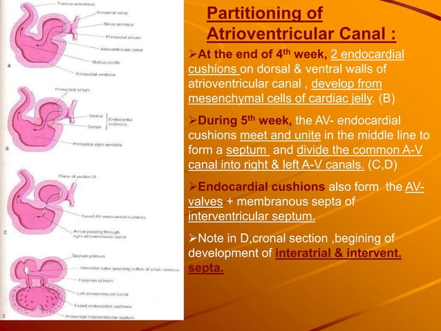 11 - Development of the Heart.ppt
