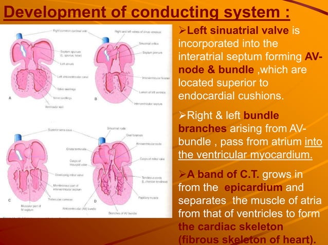 11 - Development of the Heart.ppt