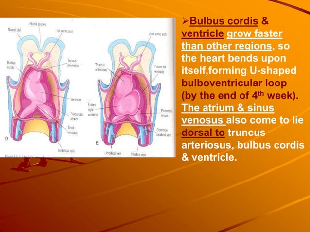 11 - Development of the Heart.ppt