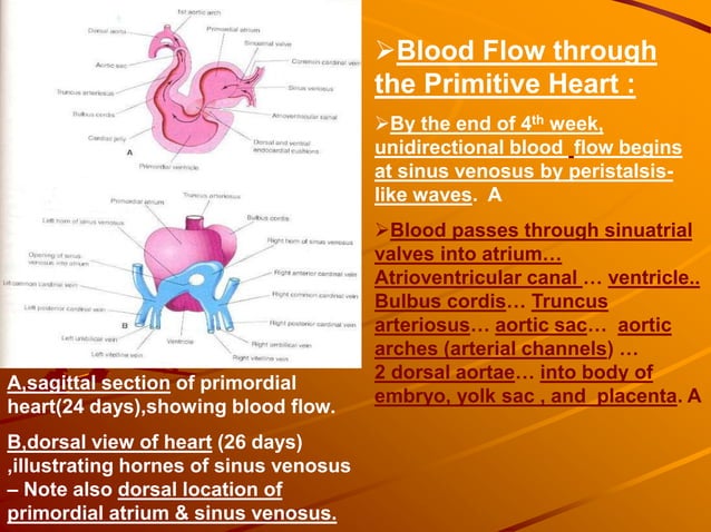 11 - Development of the Heart.ppt
