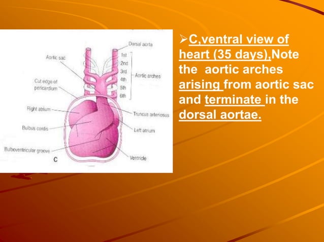 11 - Development of the Heart.ppt