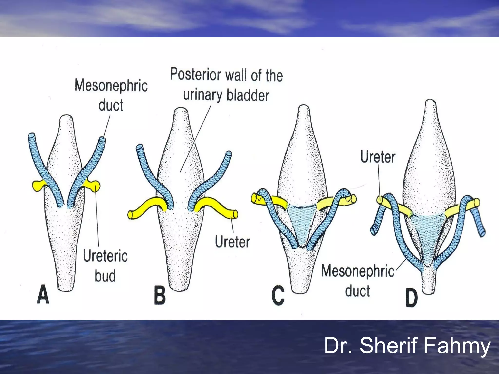 Development of Urogenital System (Special Embryology) | PPS