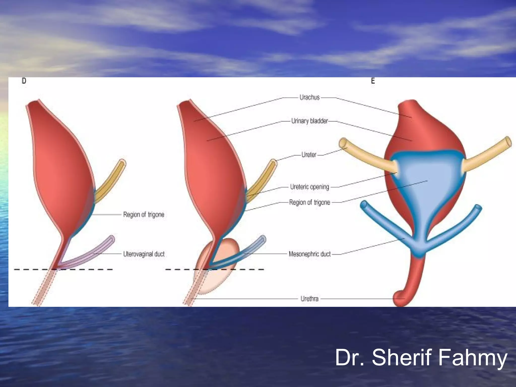 Development of Urogenital System (Special Embryology) | PPS