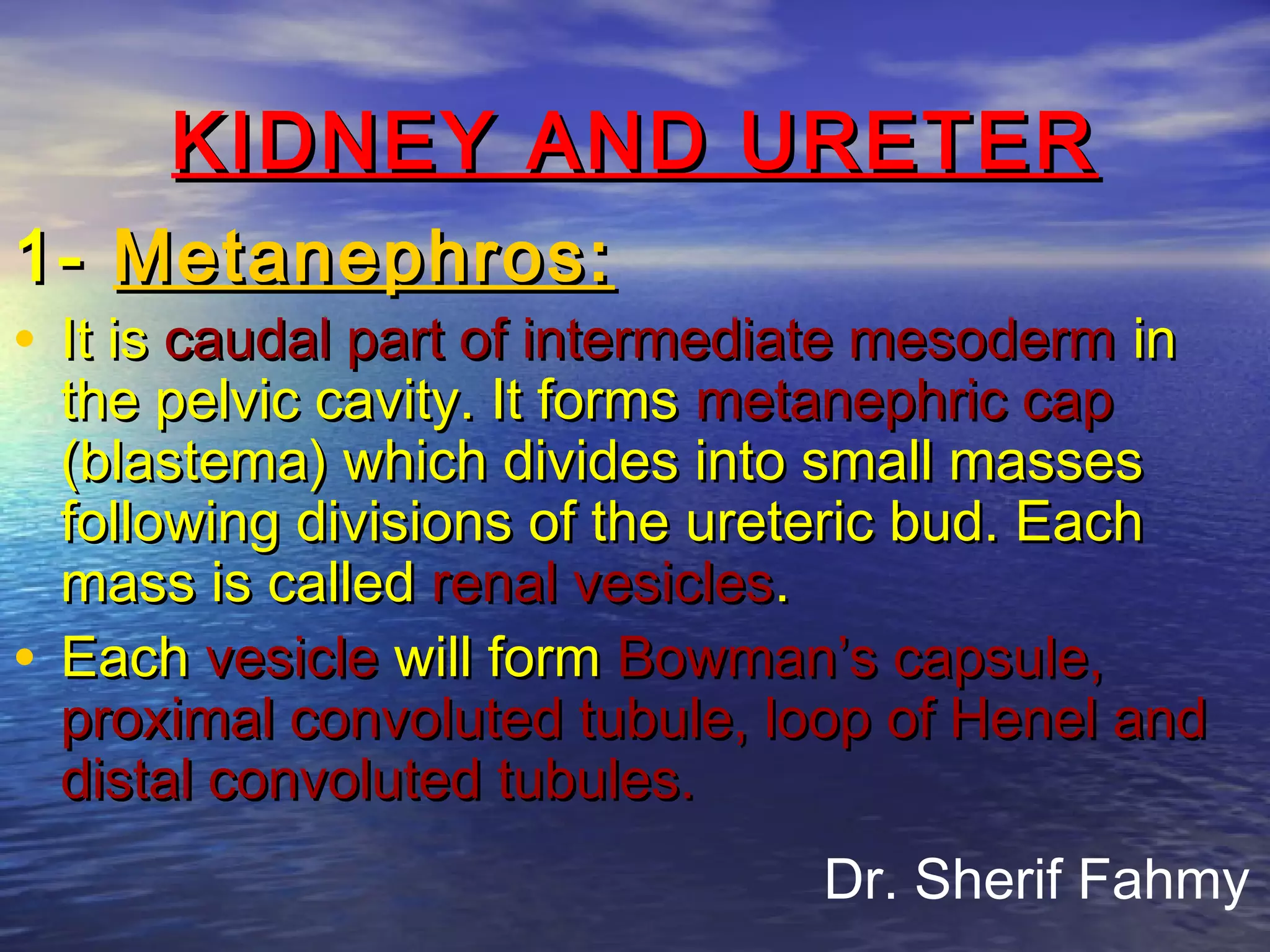 Development of Urogenital System (Special Embryology) | PPS