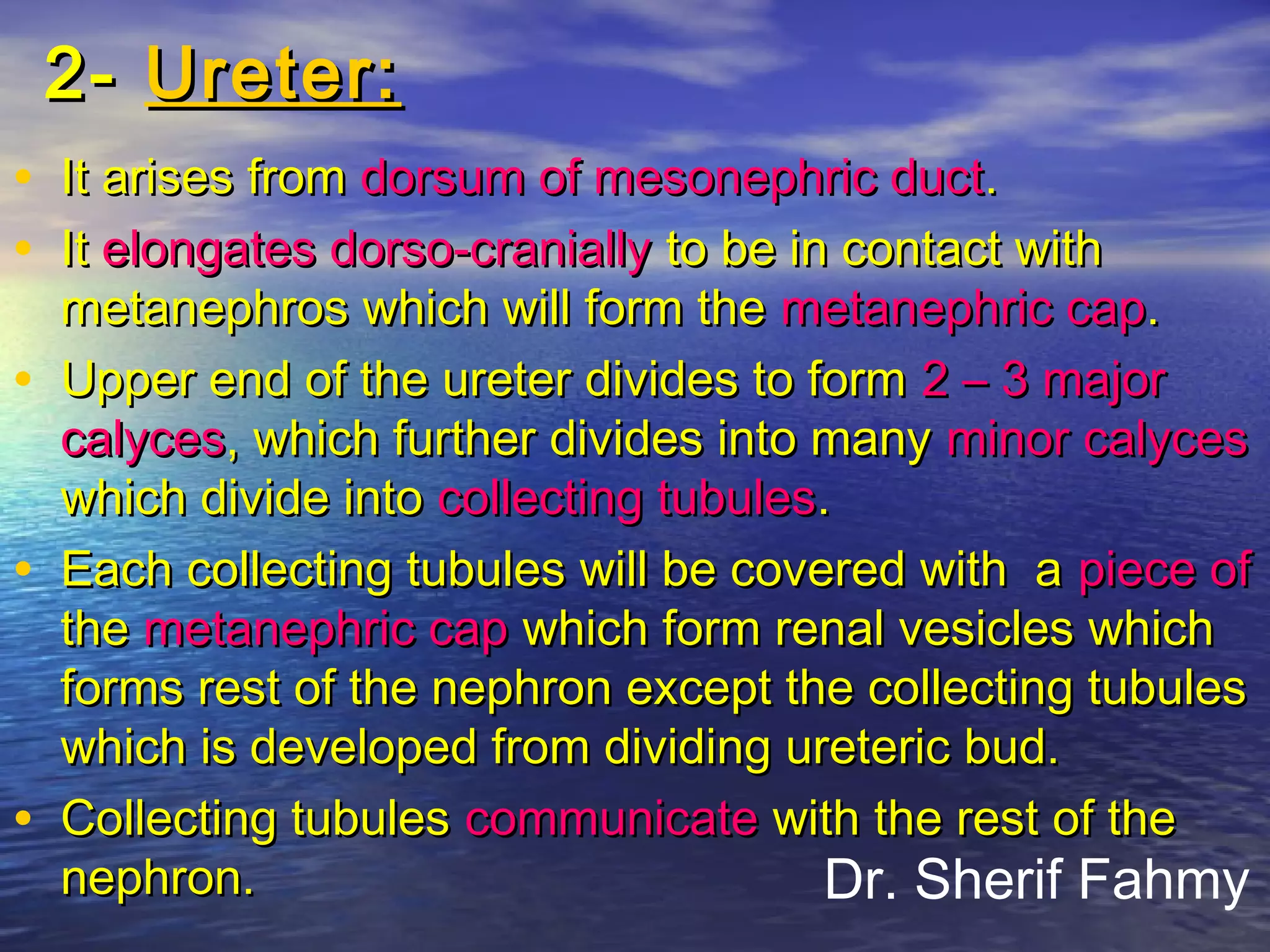 Development of Urogenital System (Special Embryology) | PPS