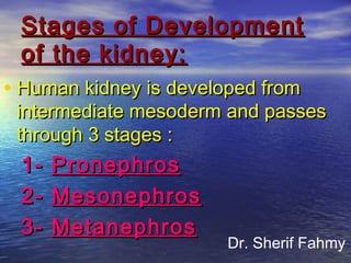 Development of Urogenital System (Special Embryology) | PPS
