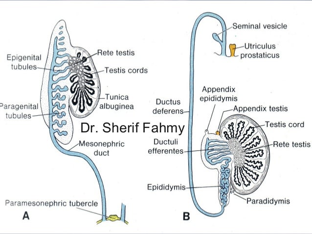 Development of Urogenital System (Special Embryology)