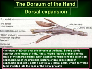 11-Extensor Mus forearm.pptx