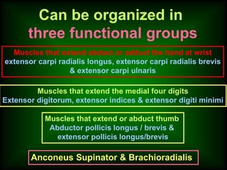 11-Extensor Mus forearm.pptx