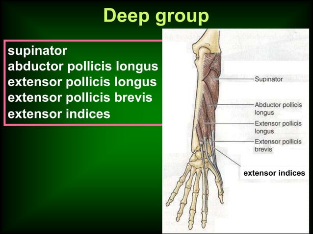 11-Extensor Mus forearm.pptx