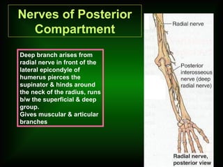 11-Extensor Muscle forearm introduction.ppt