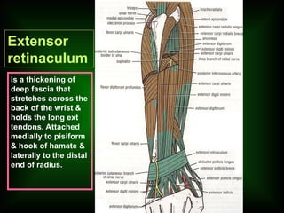 11-Extensor Muscle forearm introduction.ppt