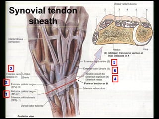 11-Extensor Muscle forearm introduction.ppt