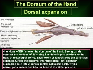 11-Extensor Muscle forearm introduction.ppt