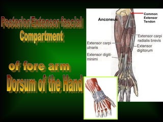 11-Extensor Muscle forearm introduction.ppt