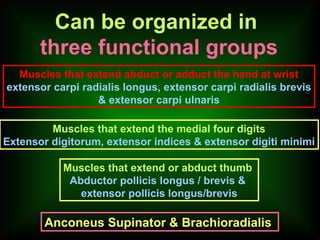 11-Extensor Muscle forearm introduction.ppt