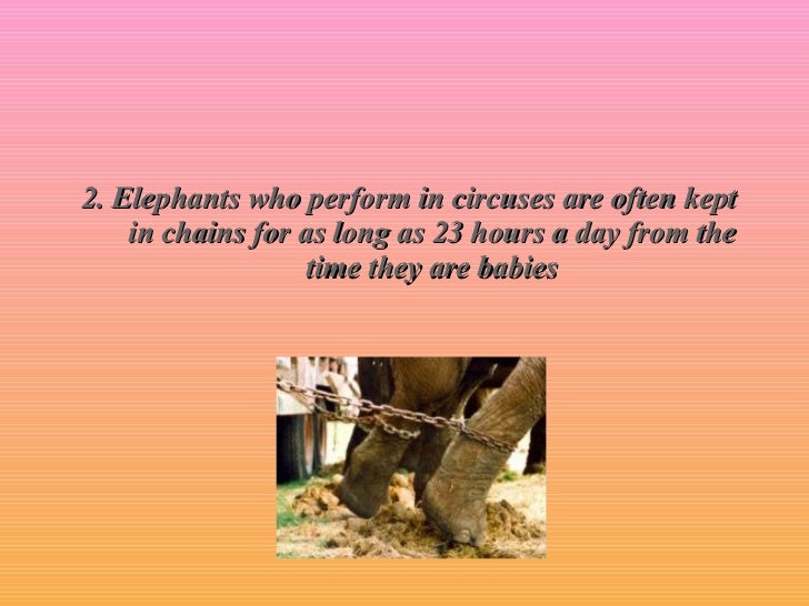 11 Facts About Animal Cruelty 4 English 11-facts-about-animal-cruelty-4-english