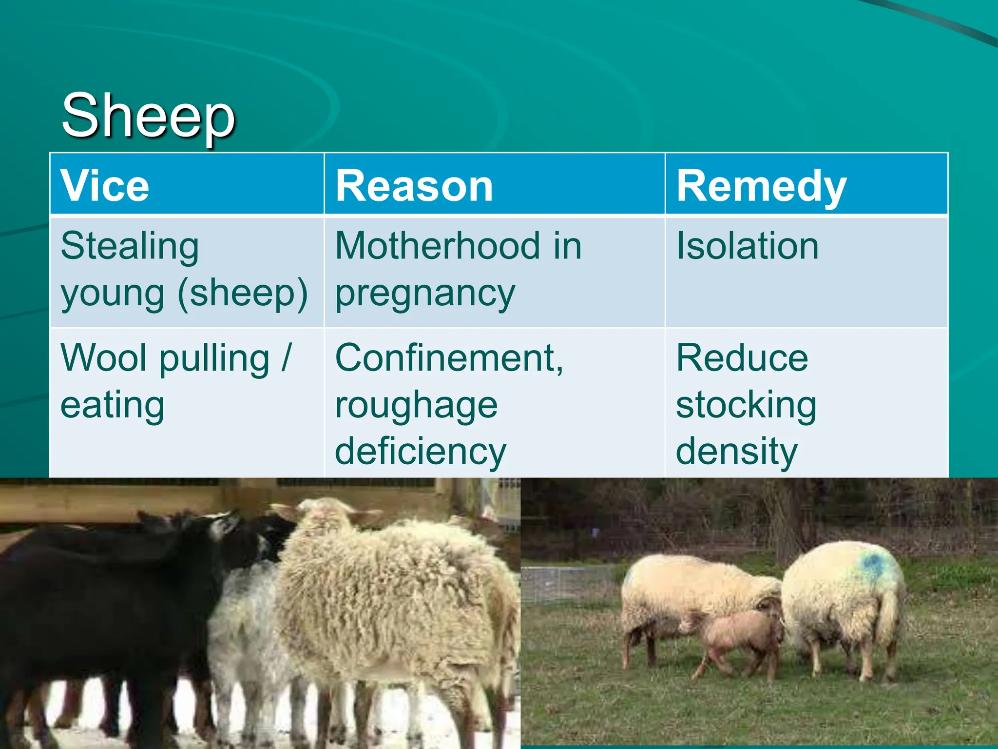 11-Farm Animals Vices and their Control.ppt