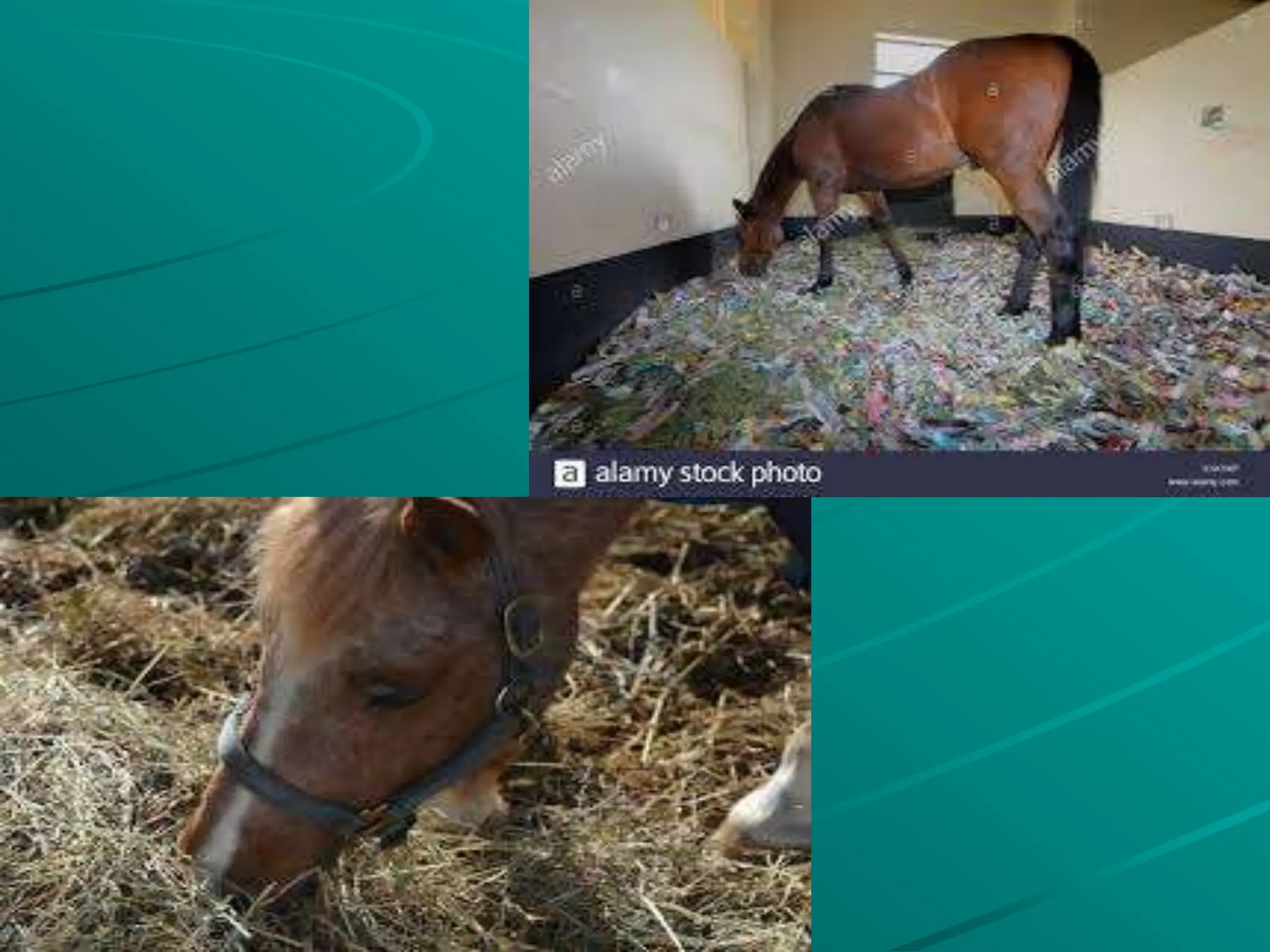 11-Farm Animals Vices and their Control.ppt