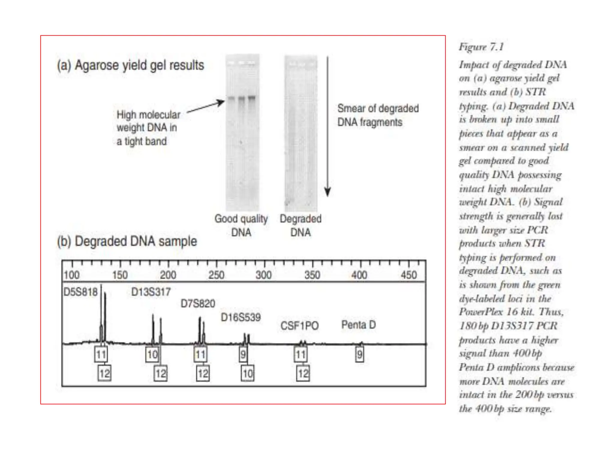 Forensic Issues in Forensic Serology & DNA Typing.pptx
