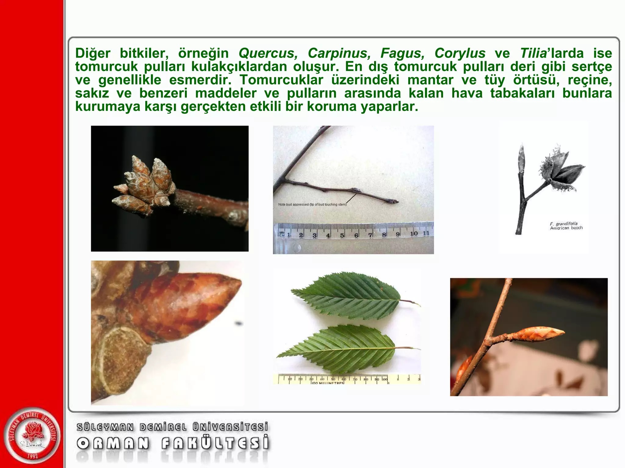 11 Genel Botanik | PPT