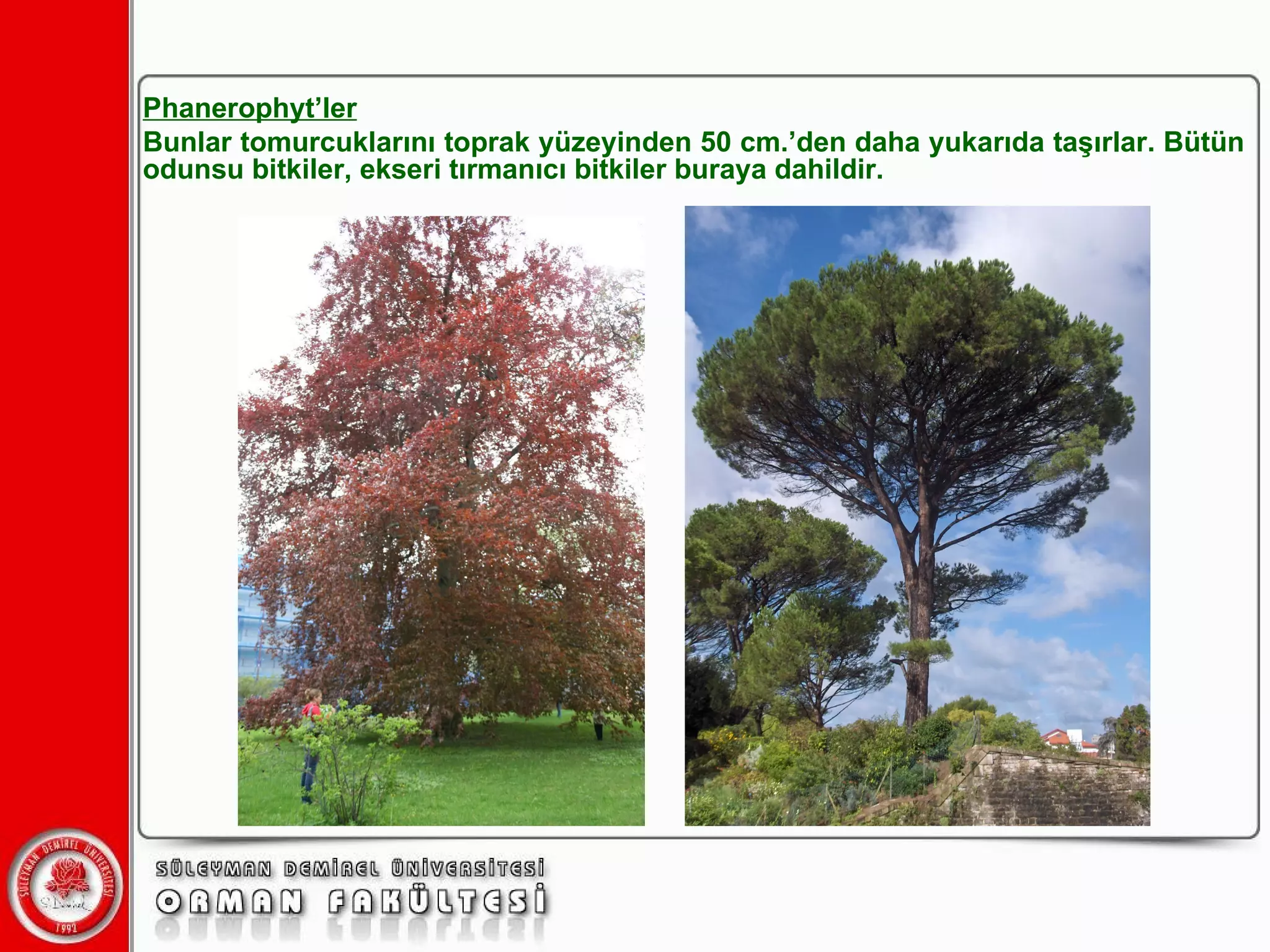 11 Genel Botanik | PPT