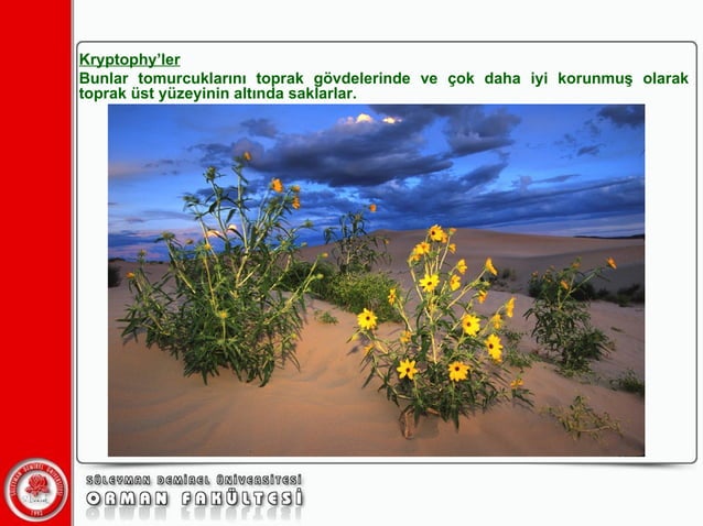 11 Genel Botanik | PPT