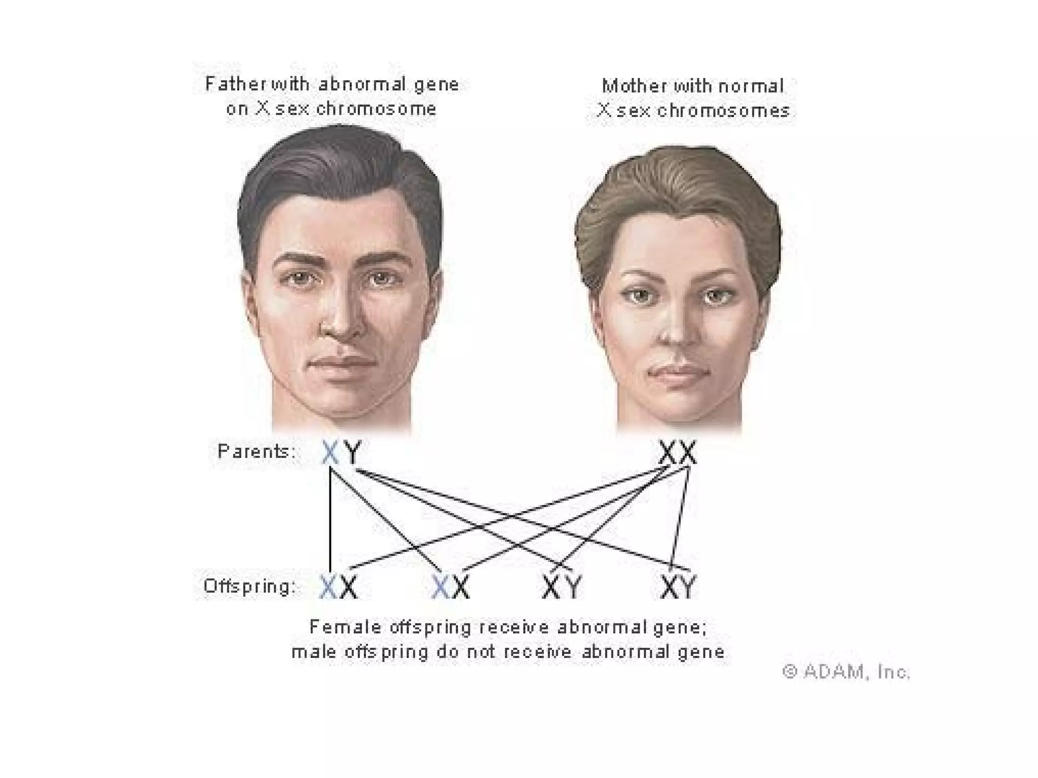 Genetics and Behavior | PPT