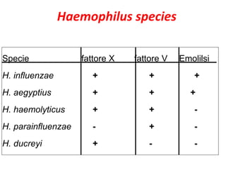 11. haemophilus | PPT