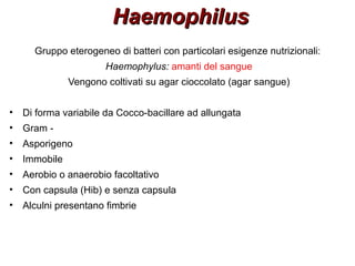 11. haemophilus | PPT