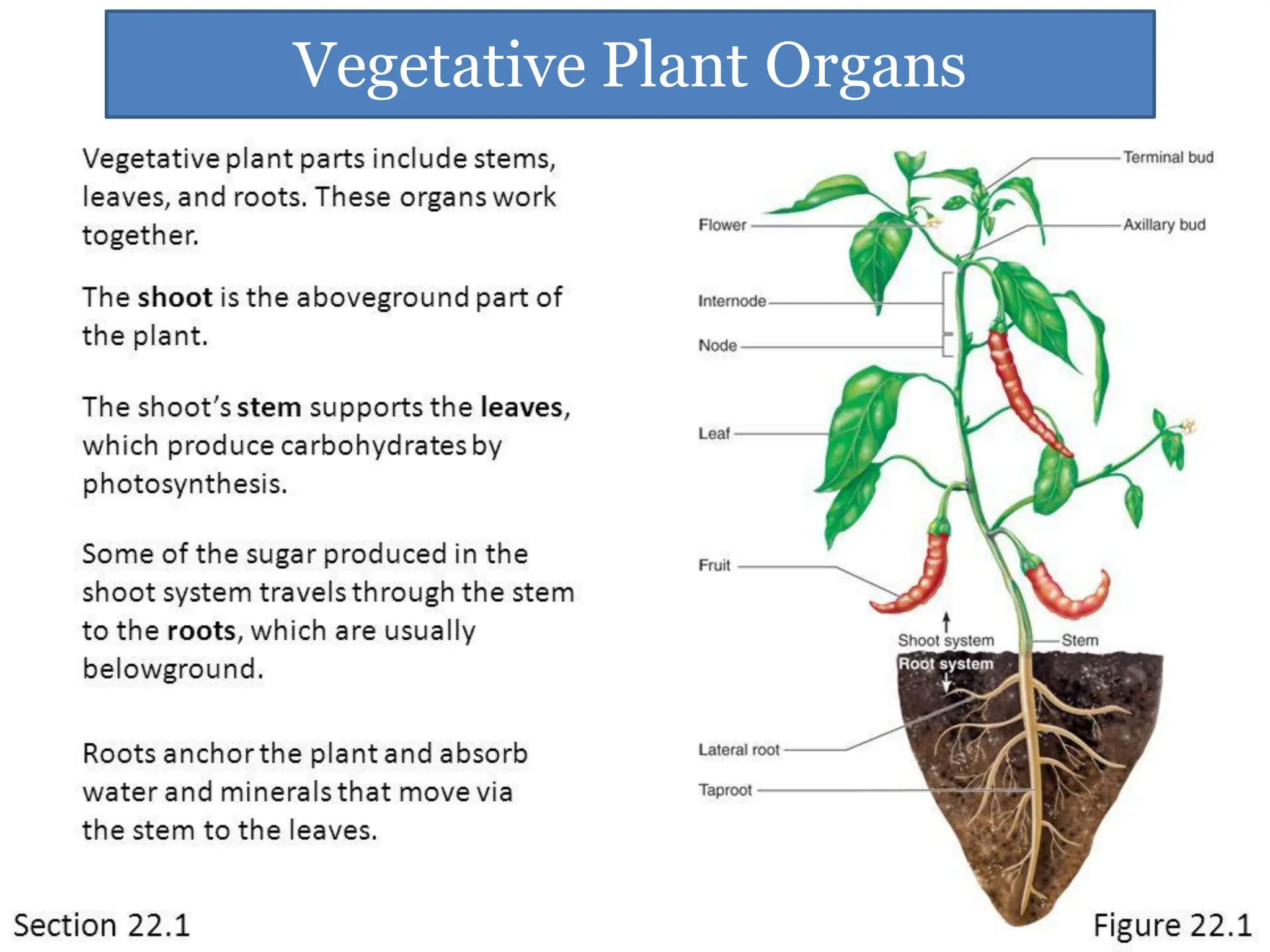 11-how-PLANTS-survive.pdfnNabahahahajiajqhabanna | PPT