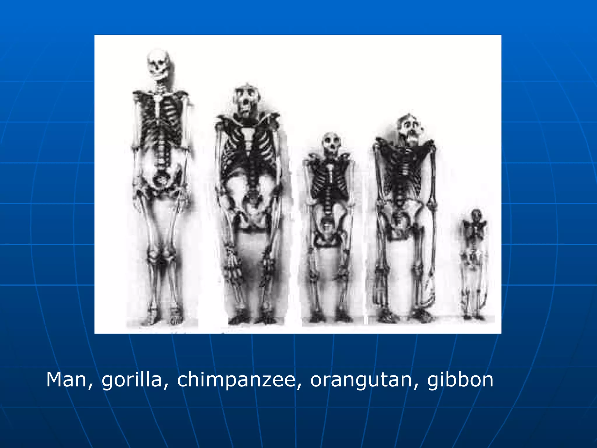 1.1 - Human Origins In Africa | PPT