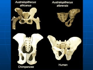 1.1 - Human Origins In Africa | PPT