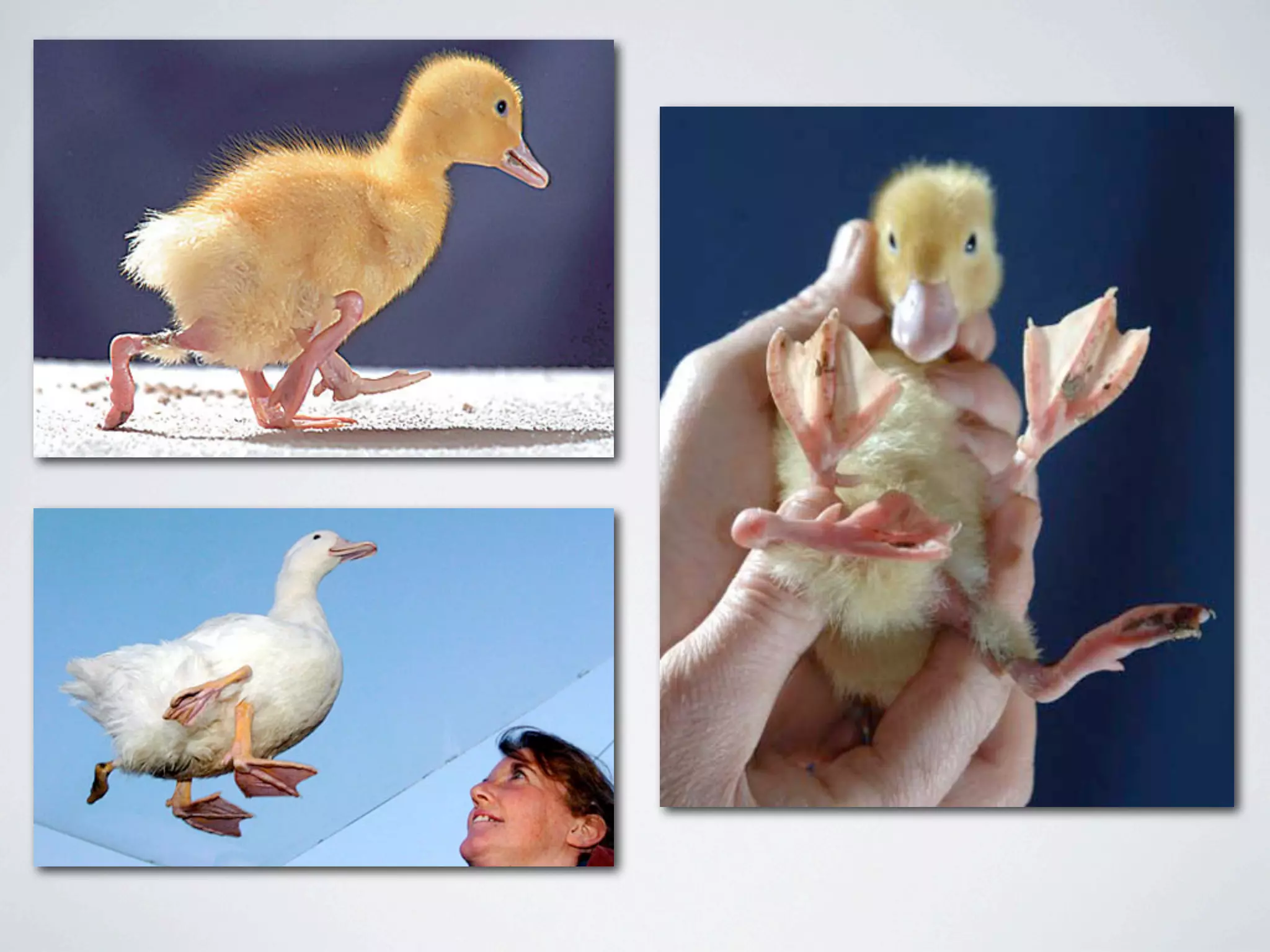 Icons Of Evolution | PPT