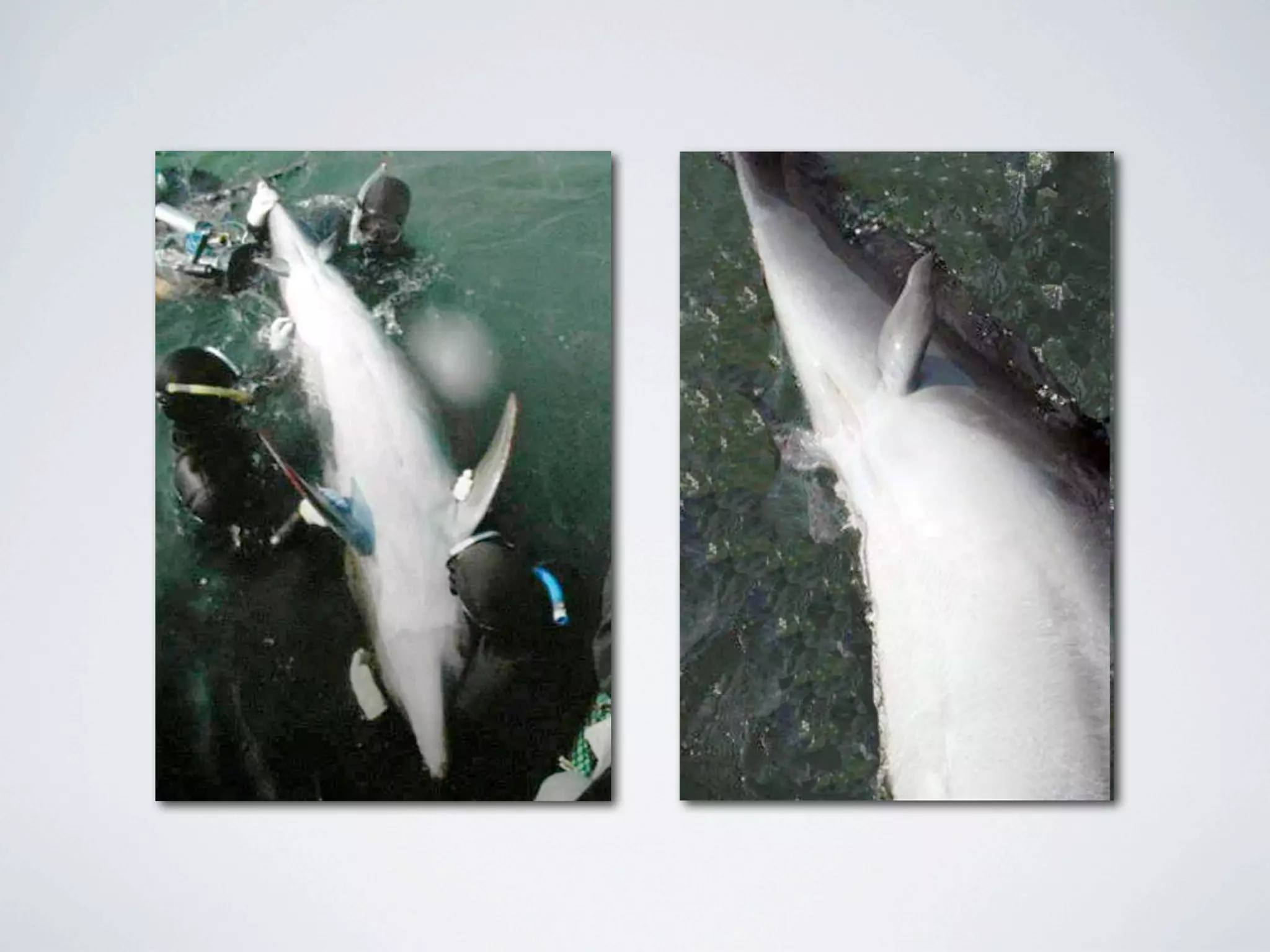 Icons Of Evolution | PPT