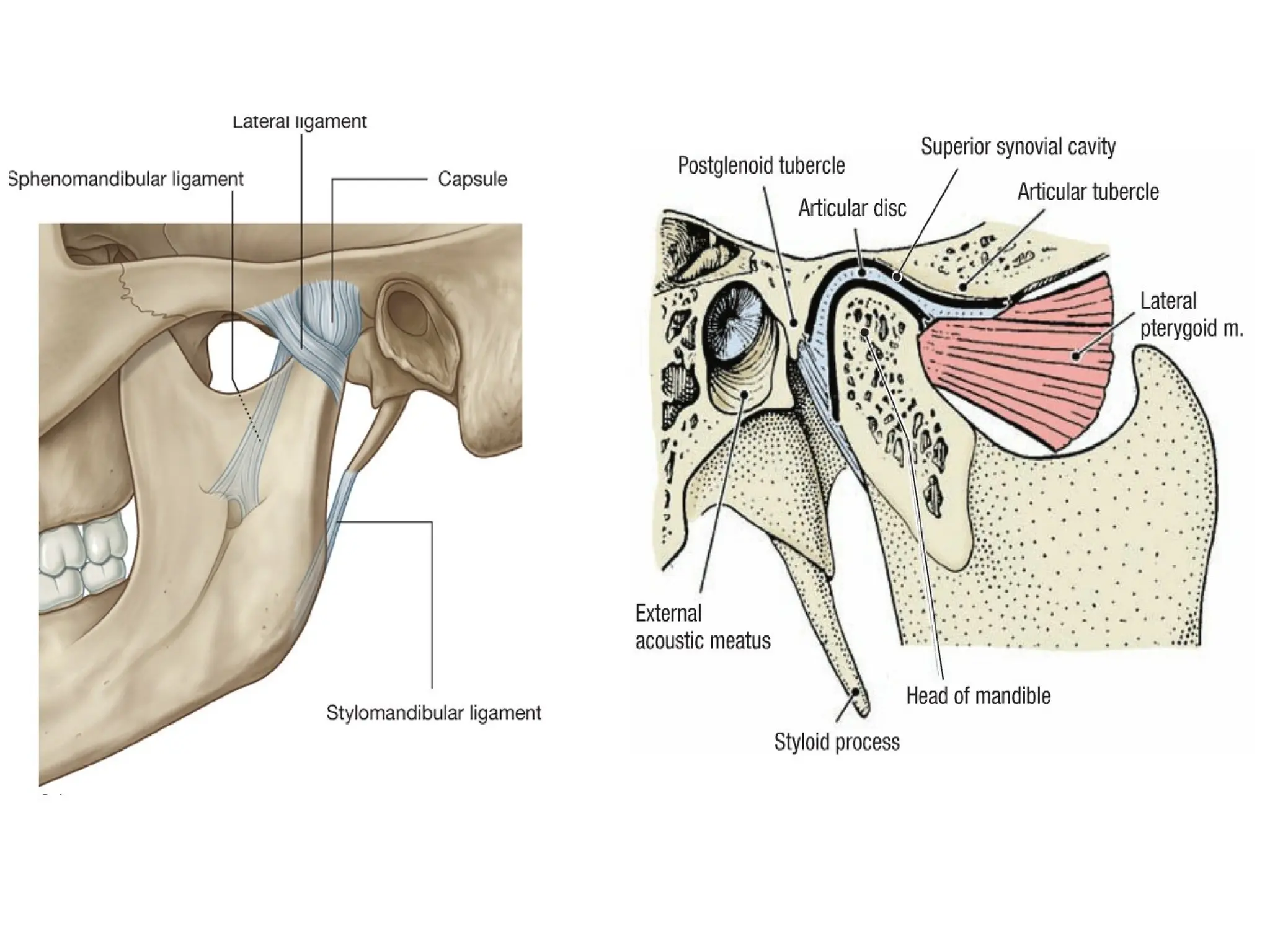 11- joints of head and neck.pptx studies | PPTX