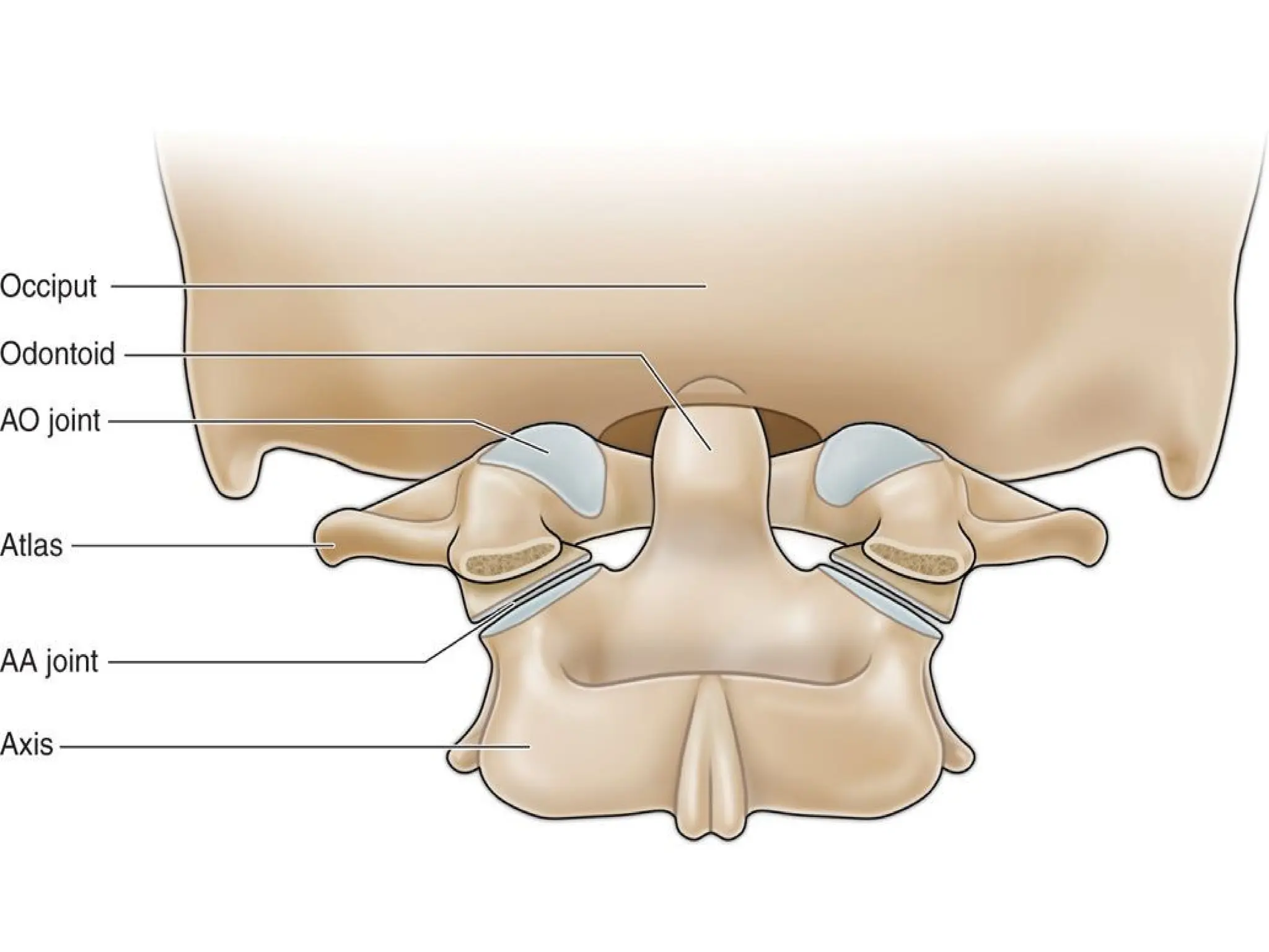 11- joints of head and neck.pptx studies | PPTX