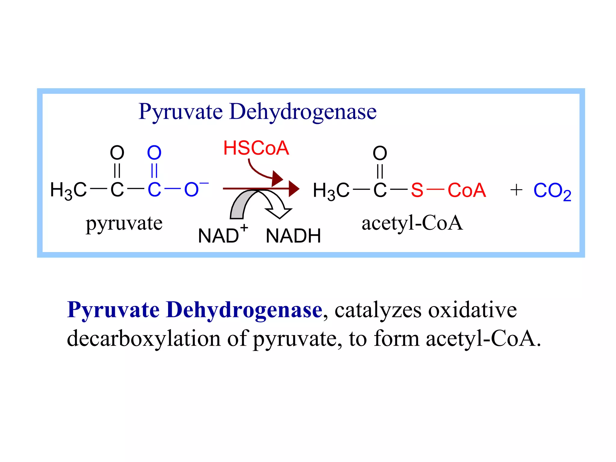 11 krebs cycle | PPT