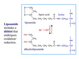 11 krebs cycle | PPT