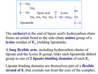 11 krebs cycle | PPT