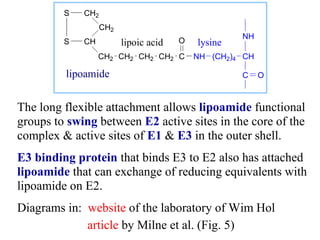 11 krebs cycle | PPT