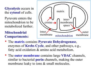 11 krebs cycle | PPT