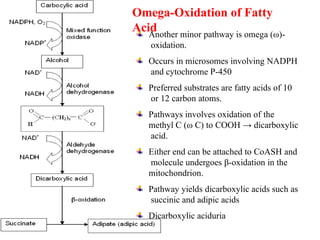 11-Lipid-Metabolism-and energy production ppt.pptx