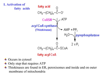 11-Lipid-Metabolism-and energy production ppt.pptx