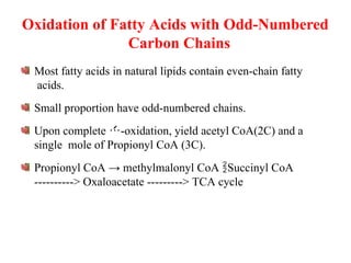 11-Lipid-Metabolism-and energy production ppt.pptx