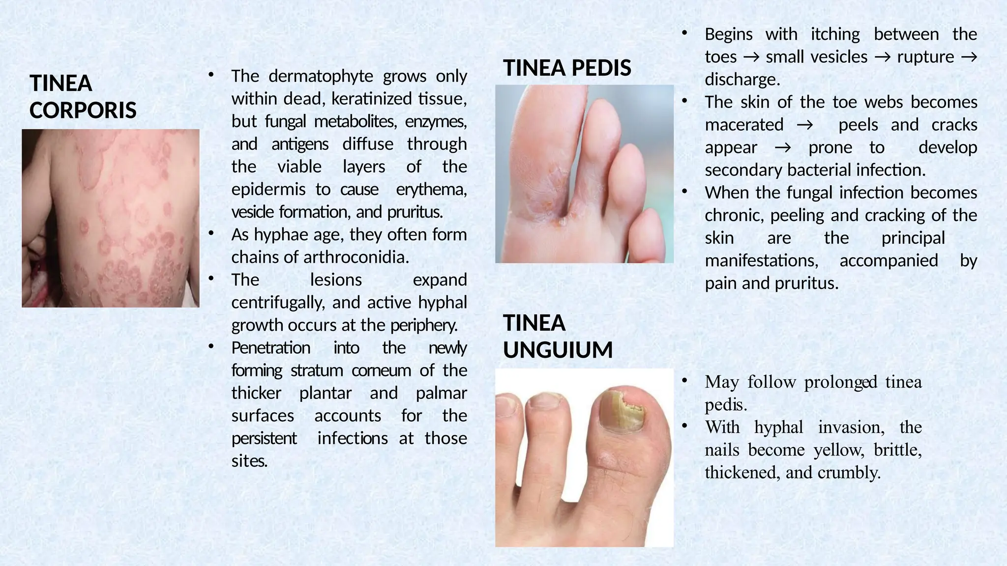 11 - Mycology Part 1.pptx 11 - Mycology Part 1.pptx | Skin and ...