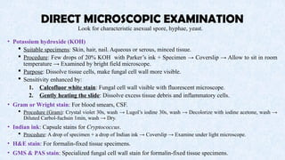 11 - Mycology Part 1.pptx 11 - Mycology Part 1.pptx