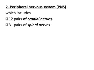 نسخة 11-Nervous system anatomy .pptx
